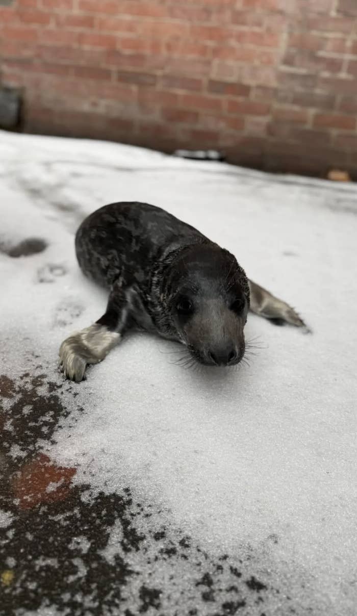 This Picture Of A Seal On The Loose In Connecticut Is Going Viral