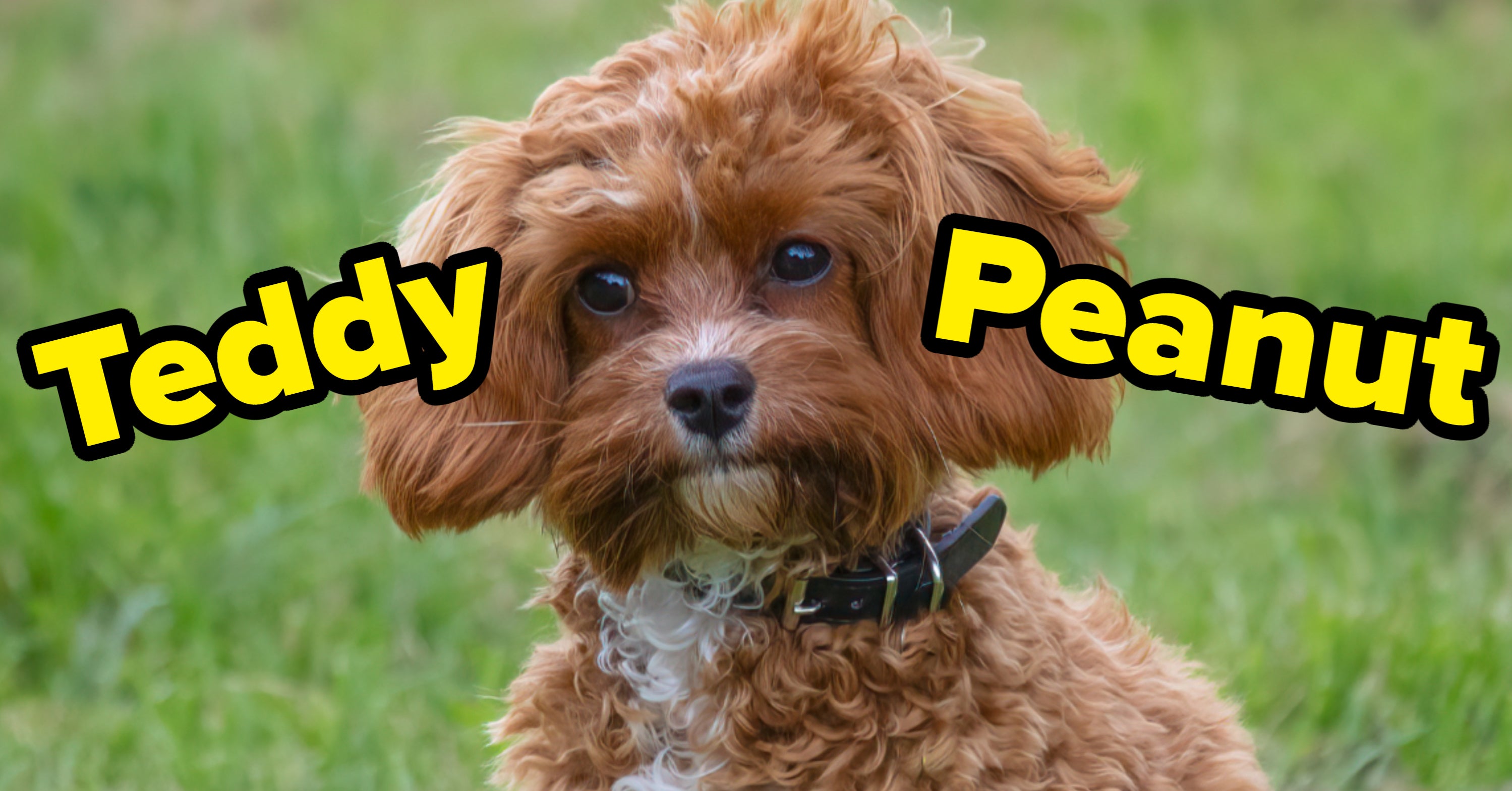 Poll: Name These Dogs