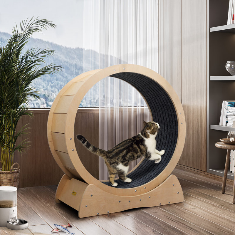 13 Best Cat Exercise Wheels Your Cat Will Love