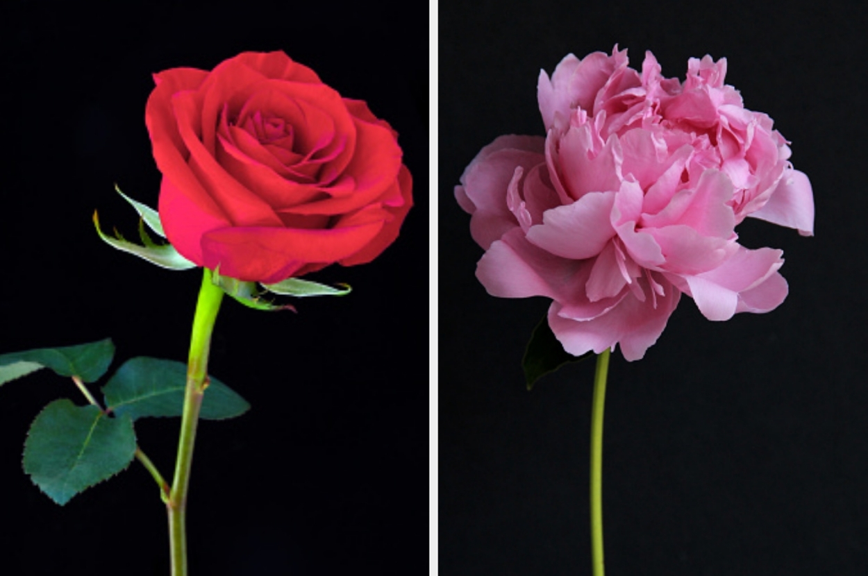 Trivia Quizzes on BuzzFeed