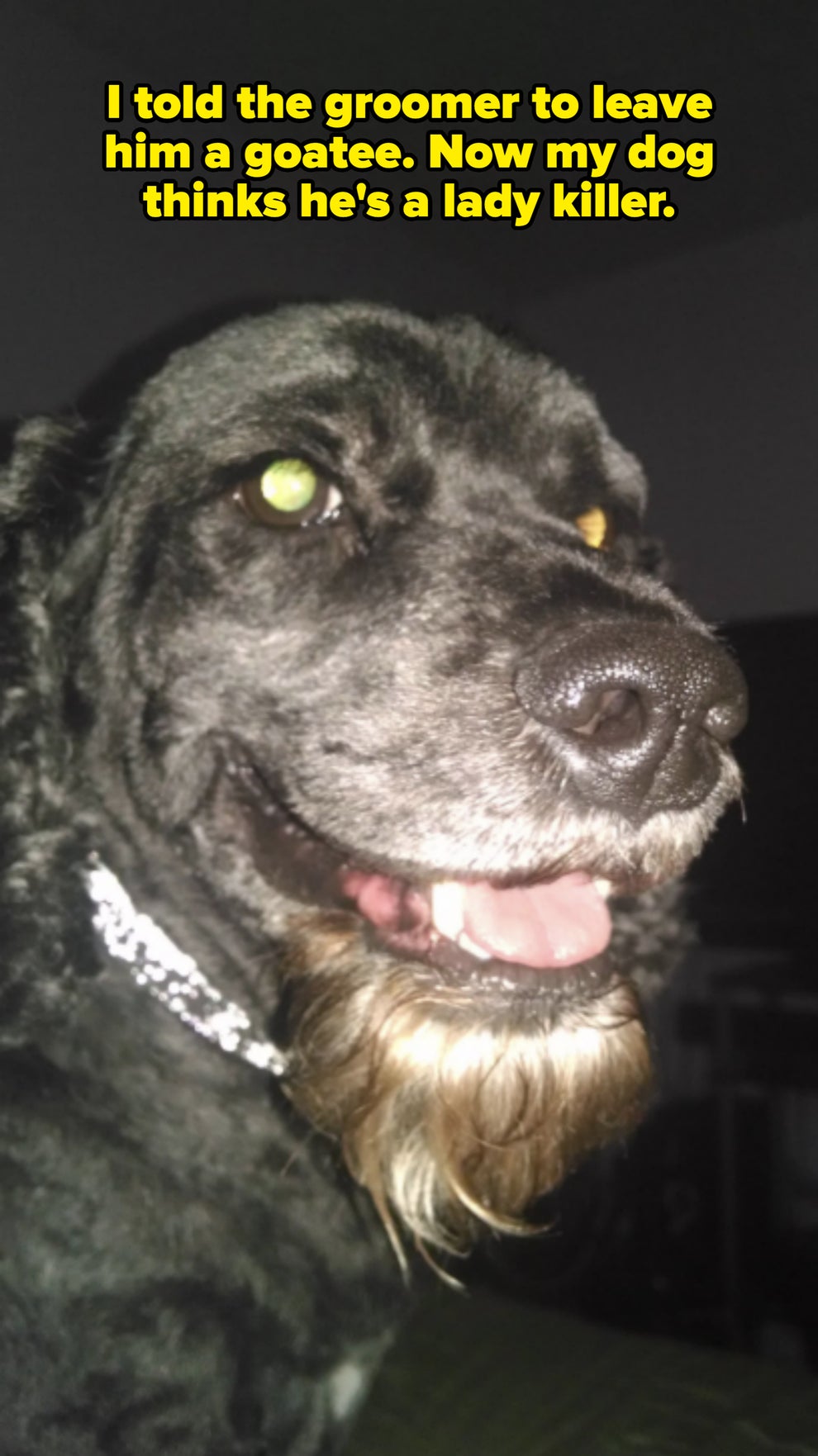 45 Pets That Are As Funny As They Are Adorable