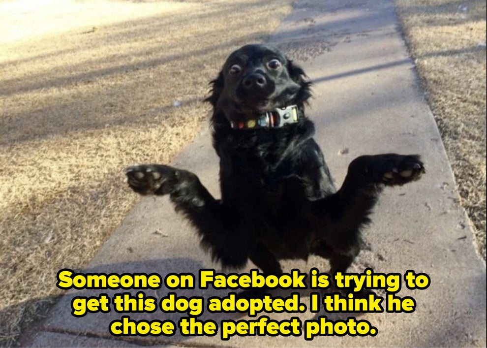 45 Pets That Are As Funny As They Are Adorable