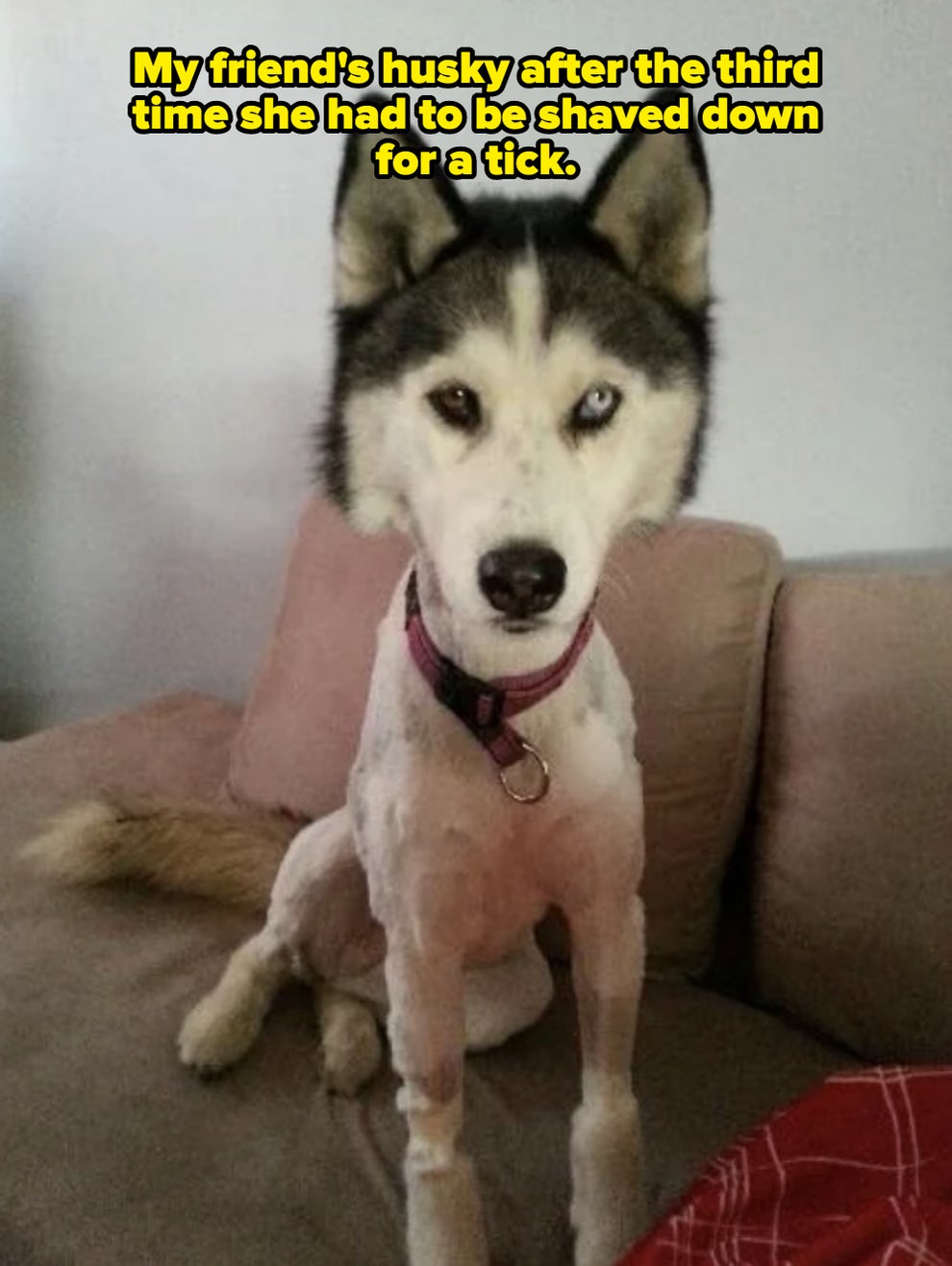 45 Pets That Are As Funny As They Are Adorable