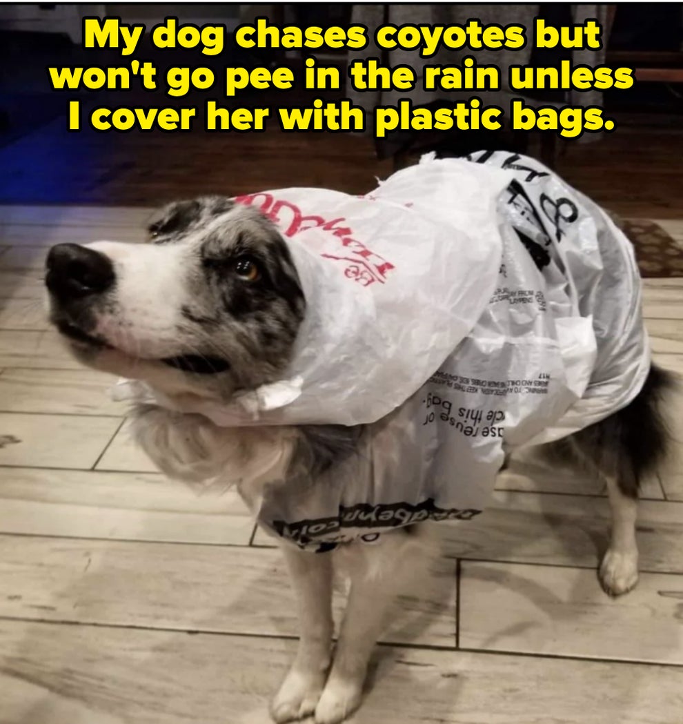 45 Pets That Are As Funny As They Are Adorable