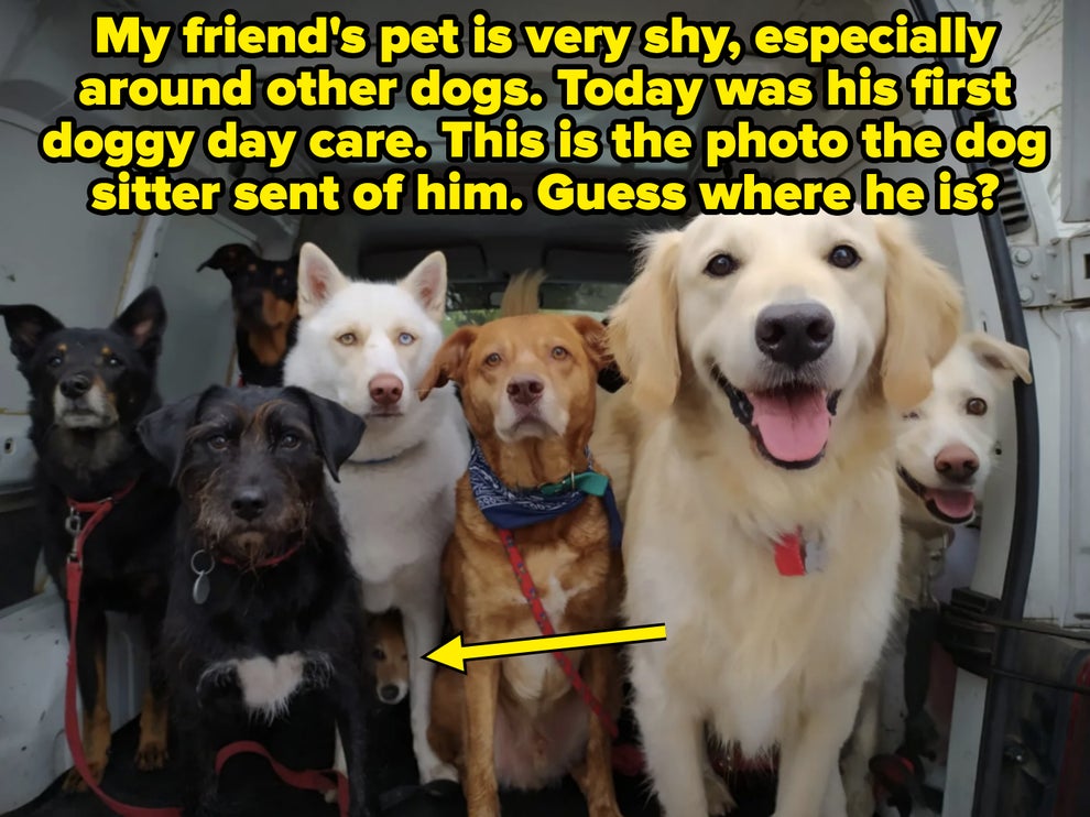 45 Pets That Are As Funny As They Are Adorable