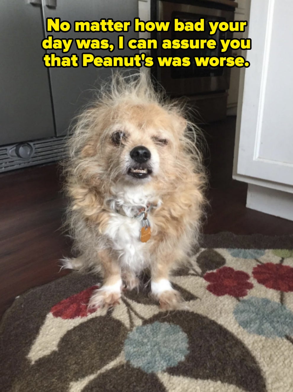45 Pets That Are As Funny As They Are Adorable