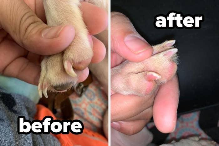 27 Chewy Products Your Pets Will Give ~Two Paws Up~