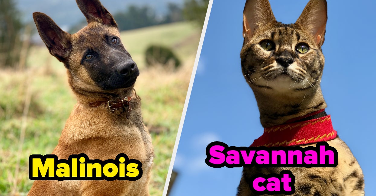 13 Animals That Really Shouldn't Be Pets