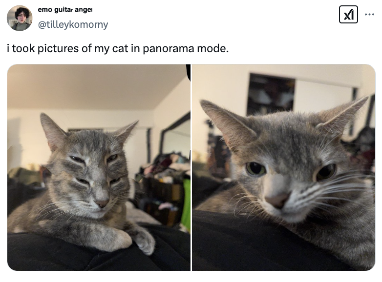 26 Funny Pet Tweets On The Internet