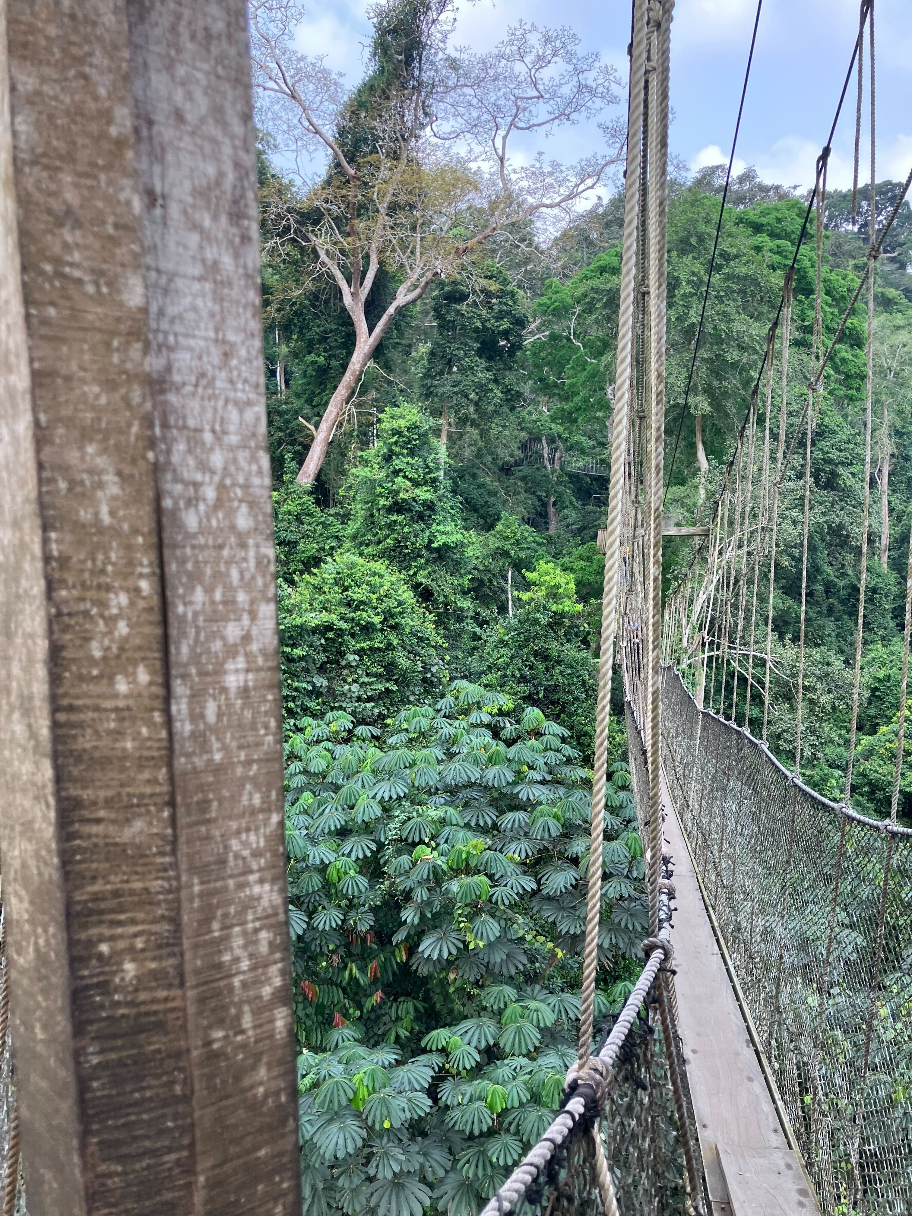 I Walked The Kakum Canopy Walkway In Ghana