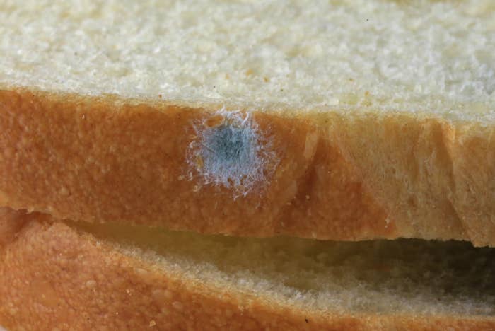 How To Tell If Moldy Bread Is Safe To Eat
