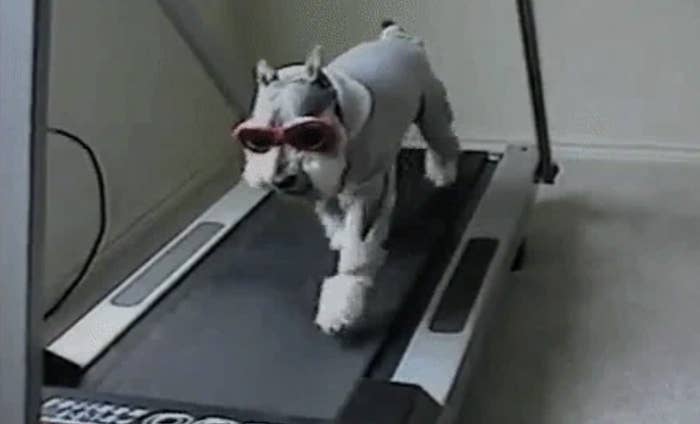 17 Funniest Pet Tweets On The Internet Last Week