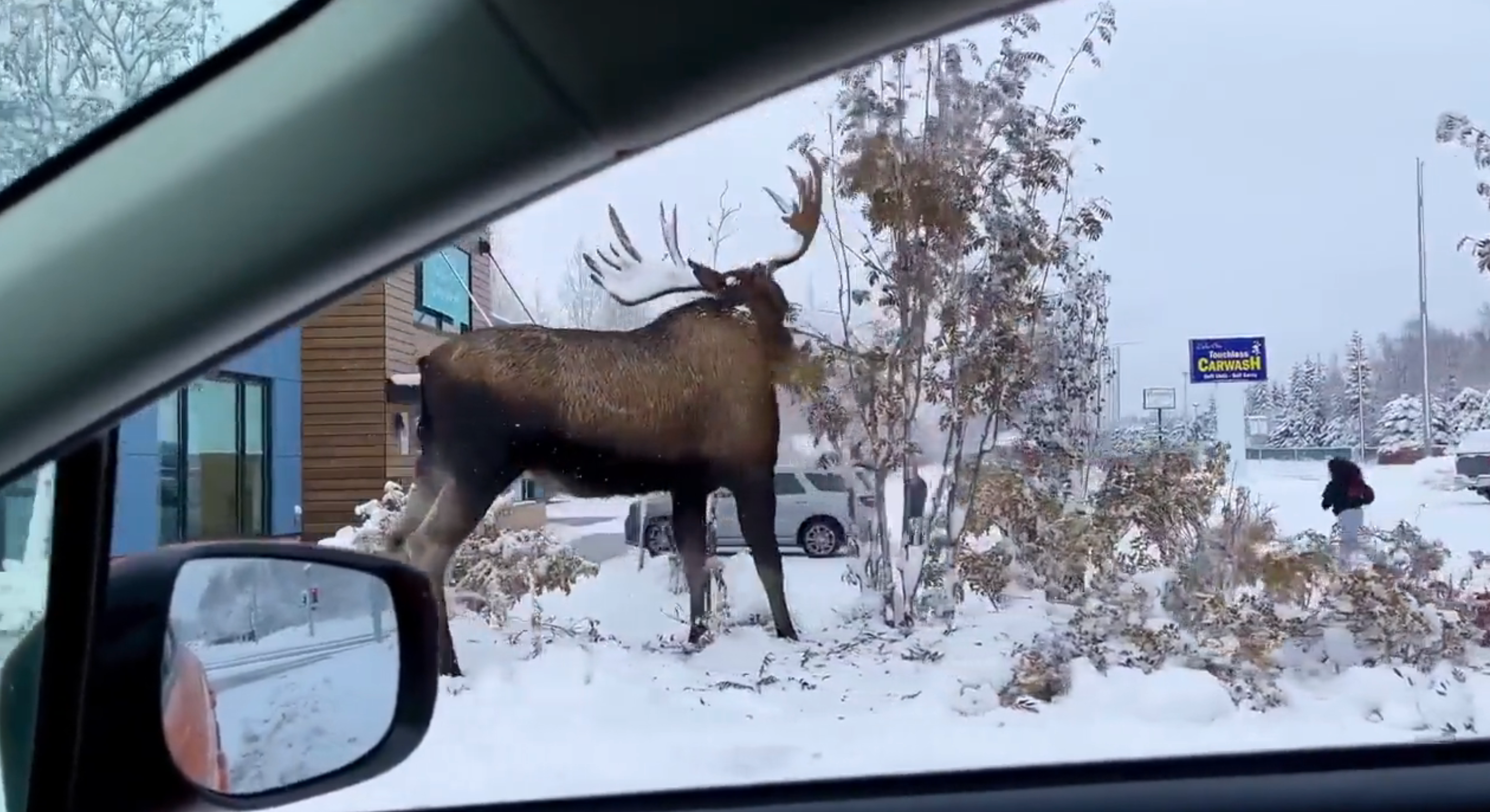 39 Rare Photos Of Animals And Nature