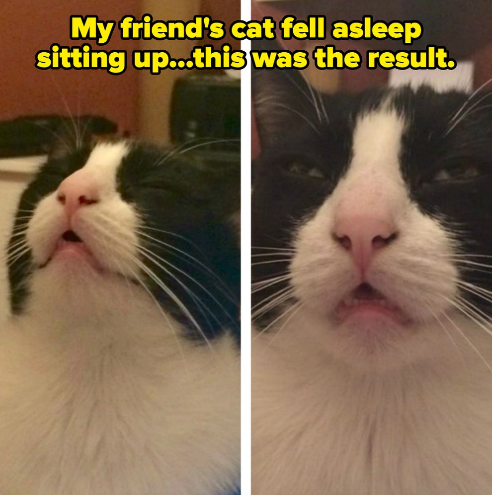 57 Hilarious Animal Photos