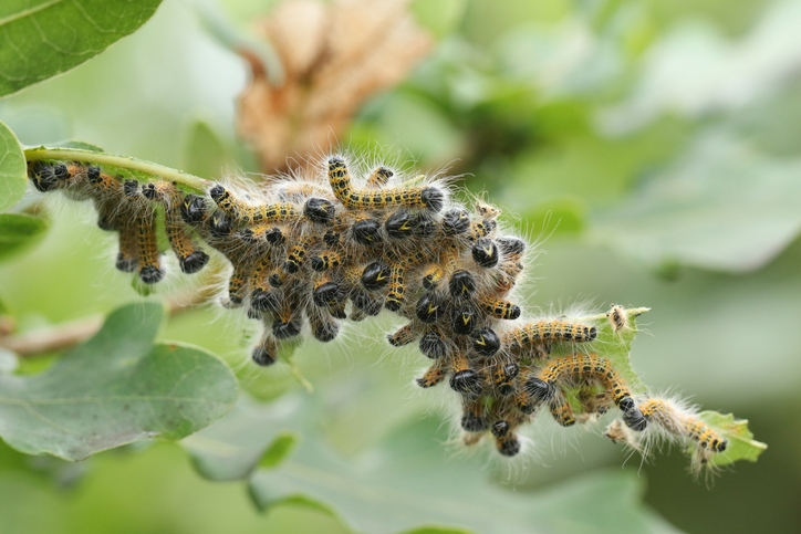 Ella Purnell Shares Caterpillar Infestation Videos