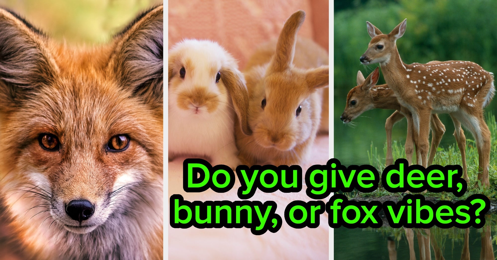 I'll Reveal If You Give Deer, Bunny, Or Fox Vibes!