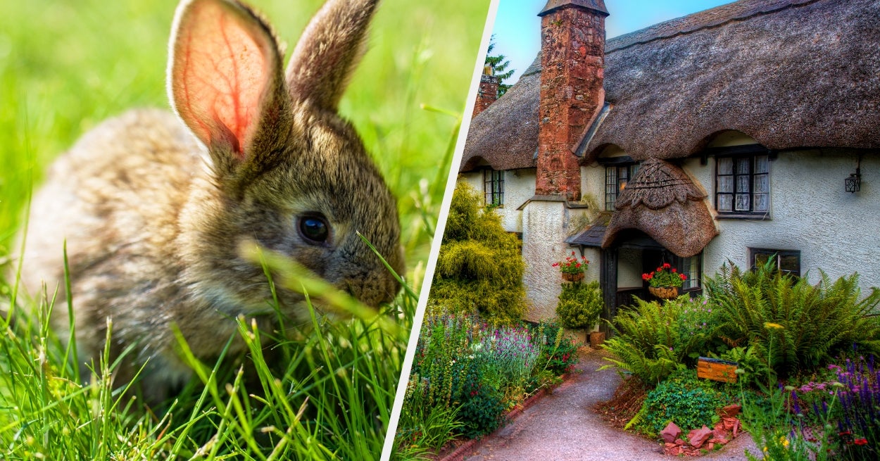 Bunny Personality Quiz