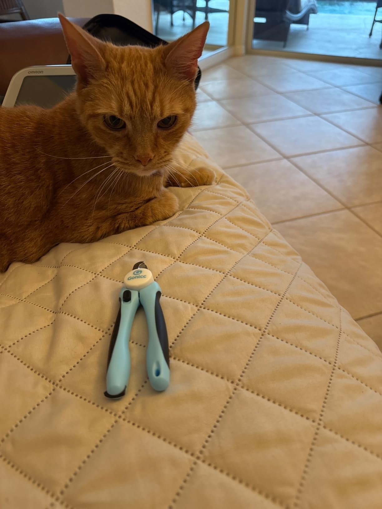 Your Cat Will Love These 27 Products