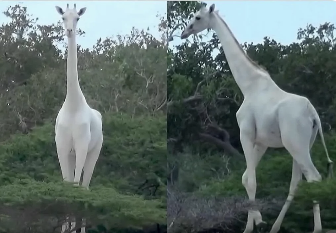61 Photos That Low-Key Blew My Mind