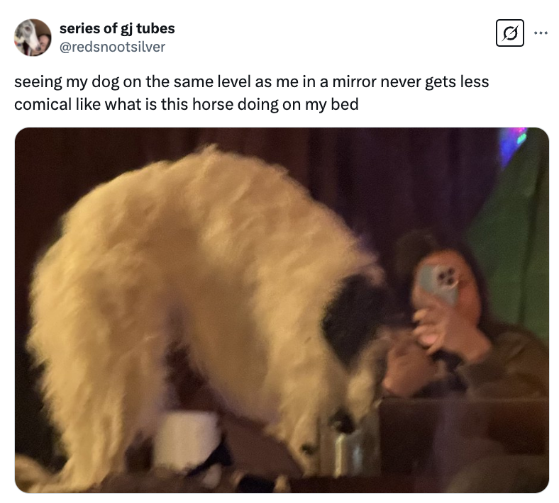 19 Funny Pet Tweets On The Internet This Week