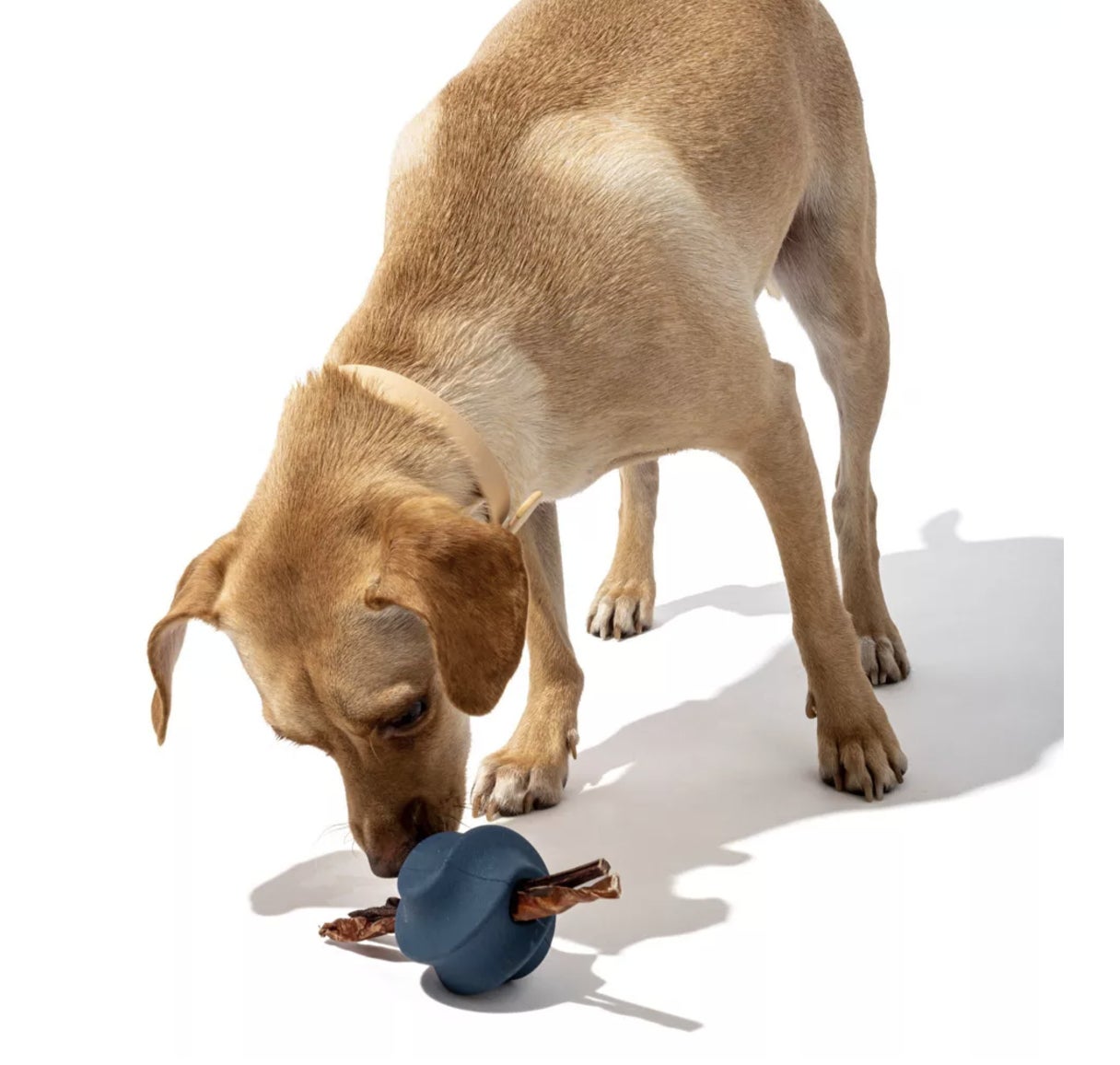 10 Interactive Target Dog Toys To Keep Your Bff Busy