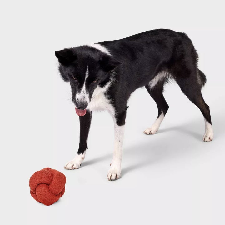 10 Interactive Target Dog Toys To Keep Your Bff Busy