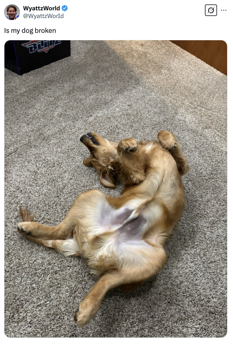 17 Funniest Pet Tweets On The Internet Last Week