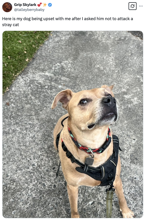 17 Funniest Pet Tweets On The Internet Last Week