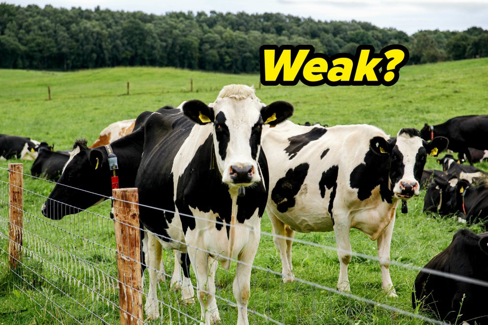The Secretary Of Commerce Said Something So Bizarre About American Beef
