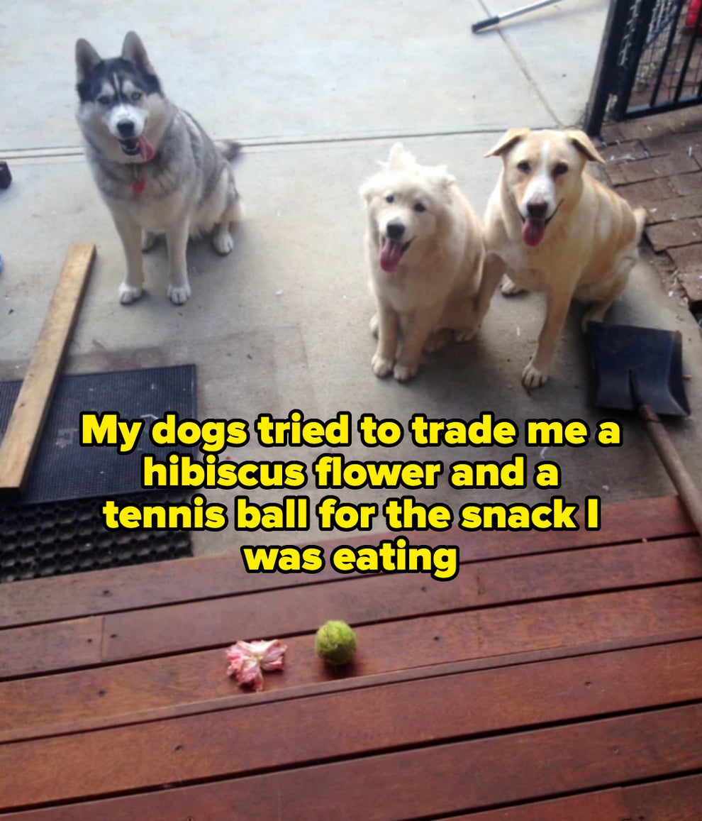 53 Hilarious Pet Photos That Will Brighten Your Day