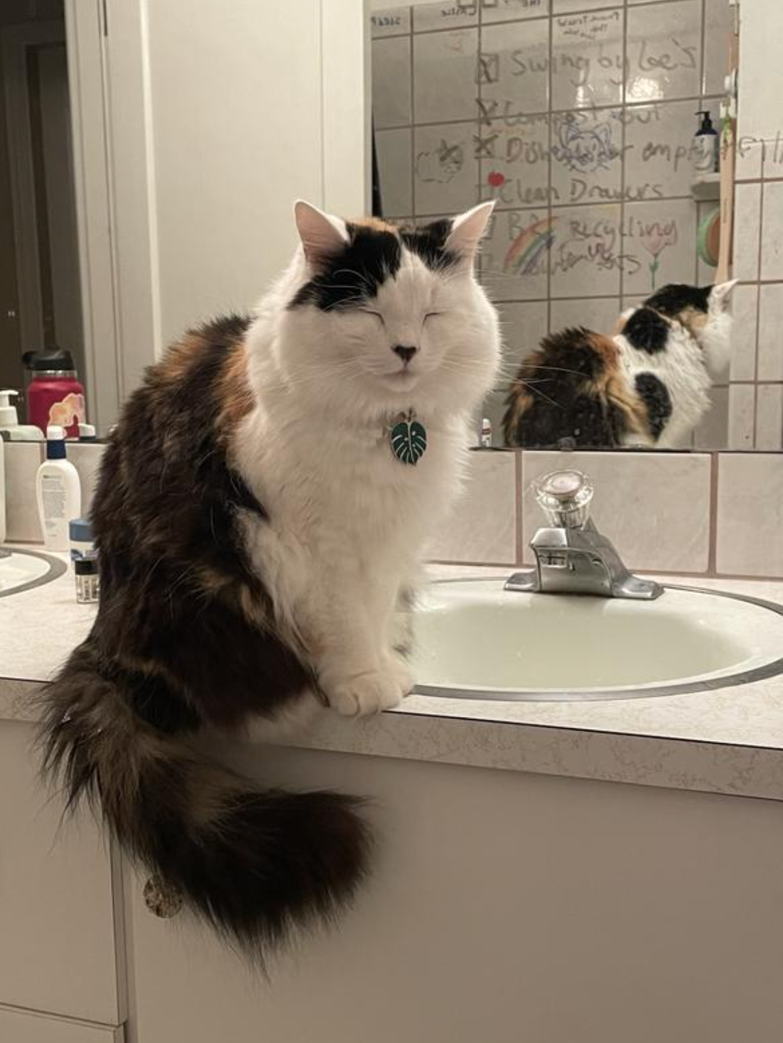 27 Useful Chewy Products If You Have Two Or More Cats