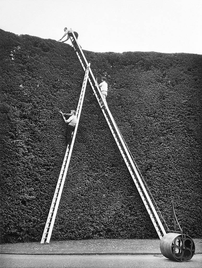 dragged backwards through hedge