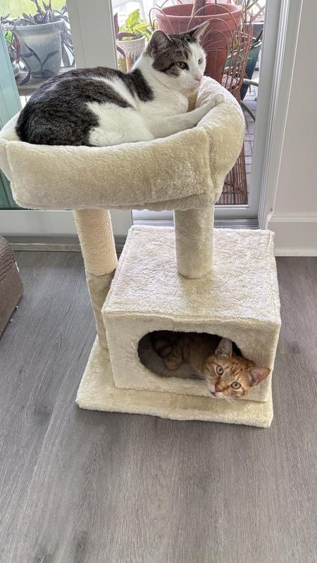 27 Chewy Products For Cat-Filled Homes