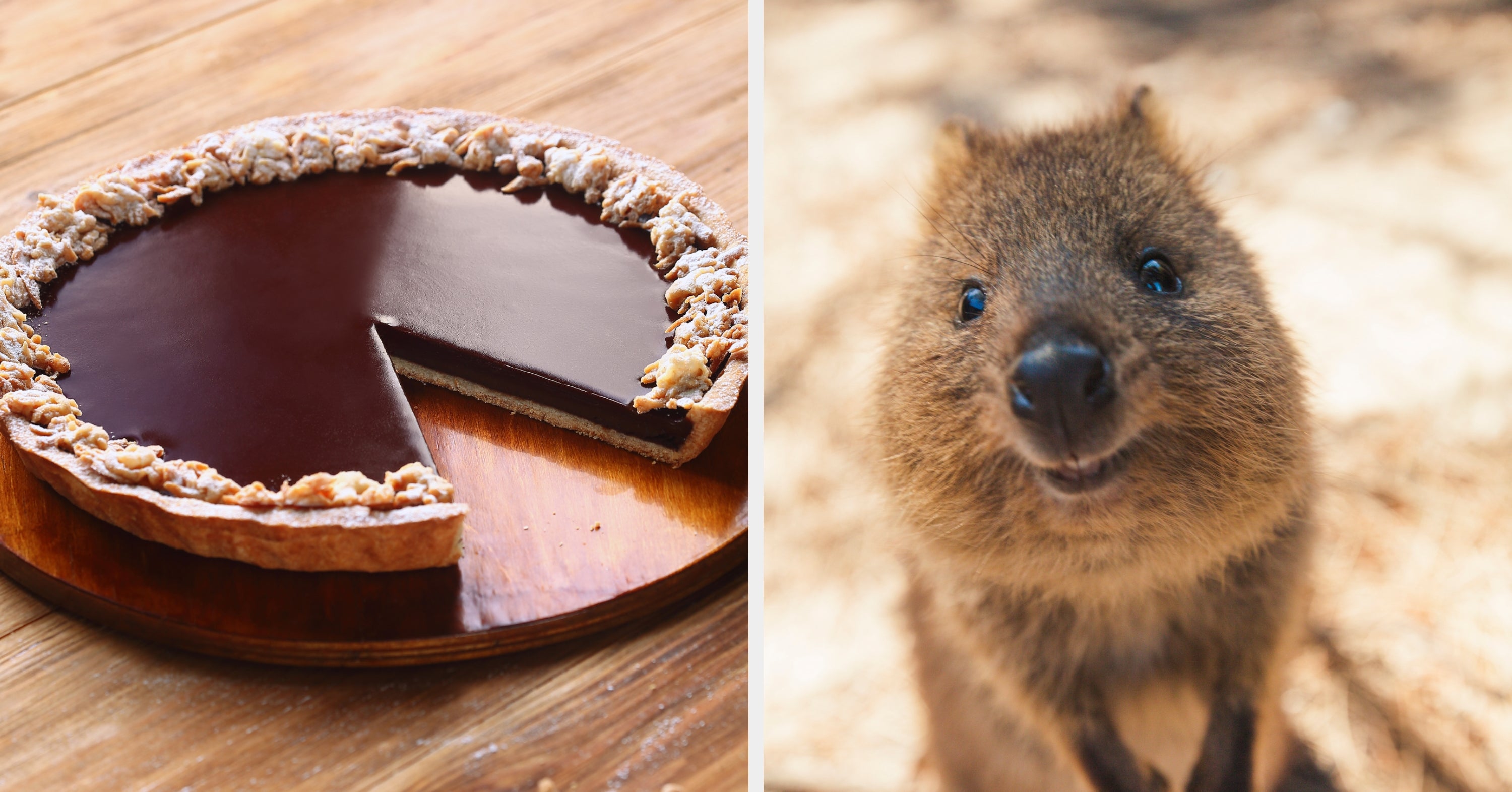 Eat A Snack And We'll Reveal Your Inner Animal