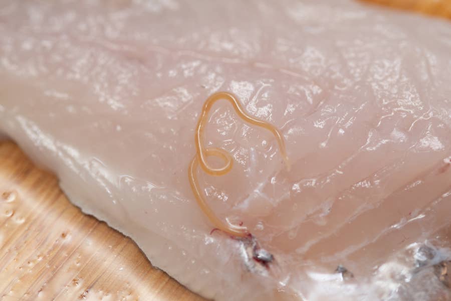 worms in fish normal