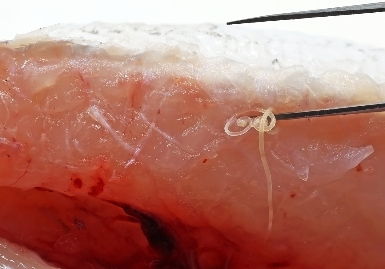 Why Wild-Caught Salmon Contains Worms