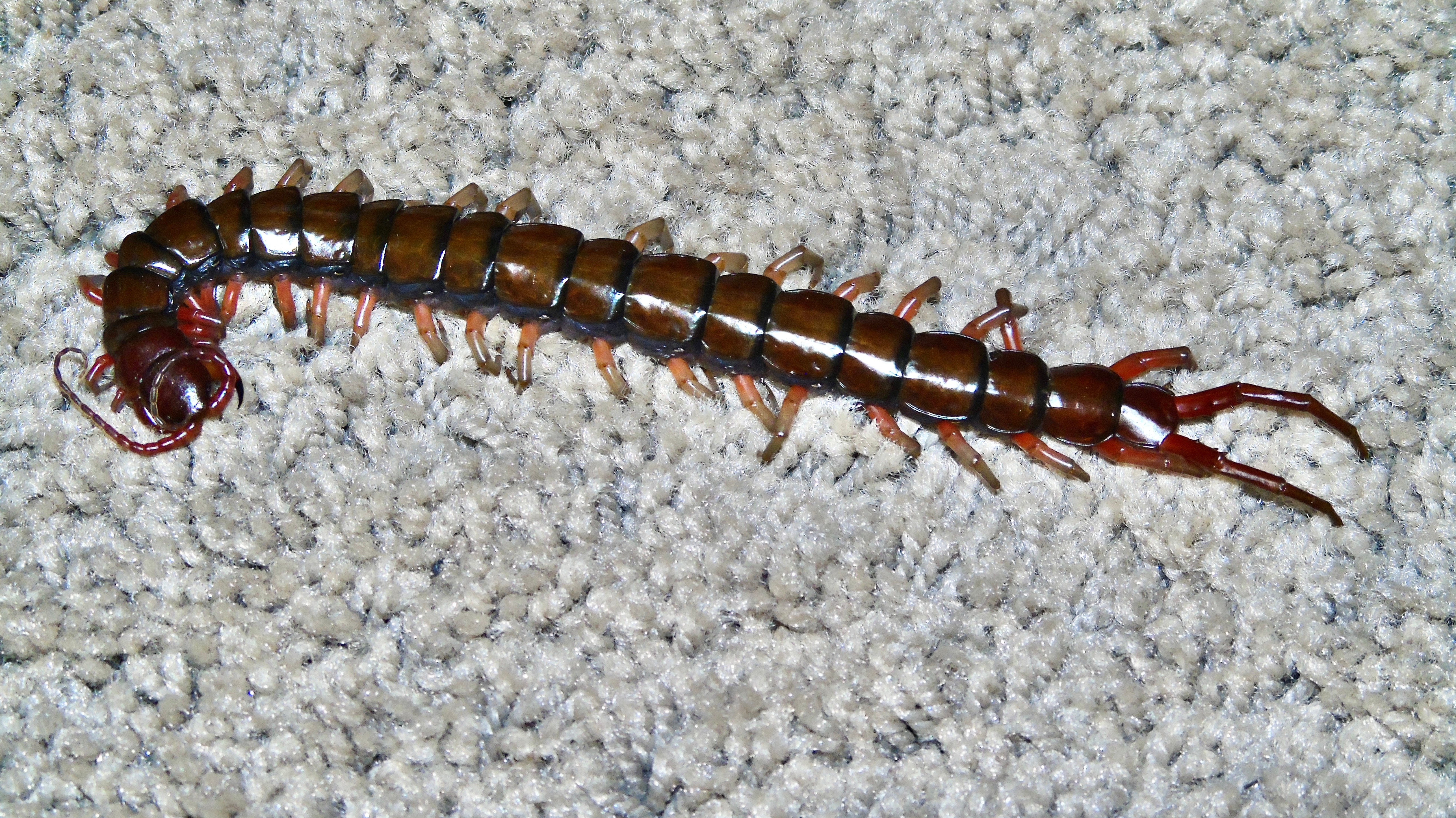 21 "Harsh Realities" Of Living In A Tropical Paradise