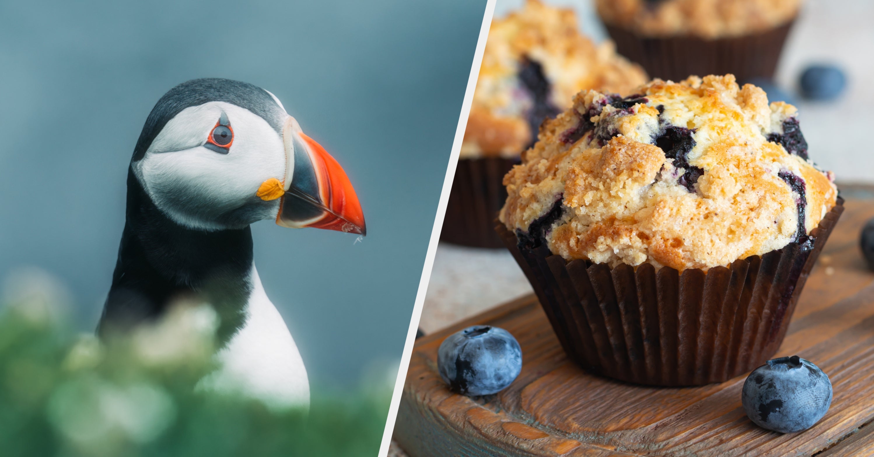 Quiz: Are You A Bird Or A Muffin?
