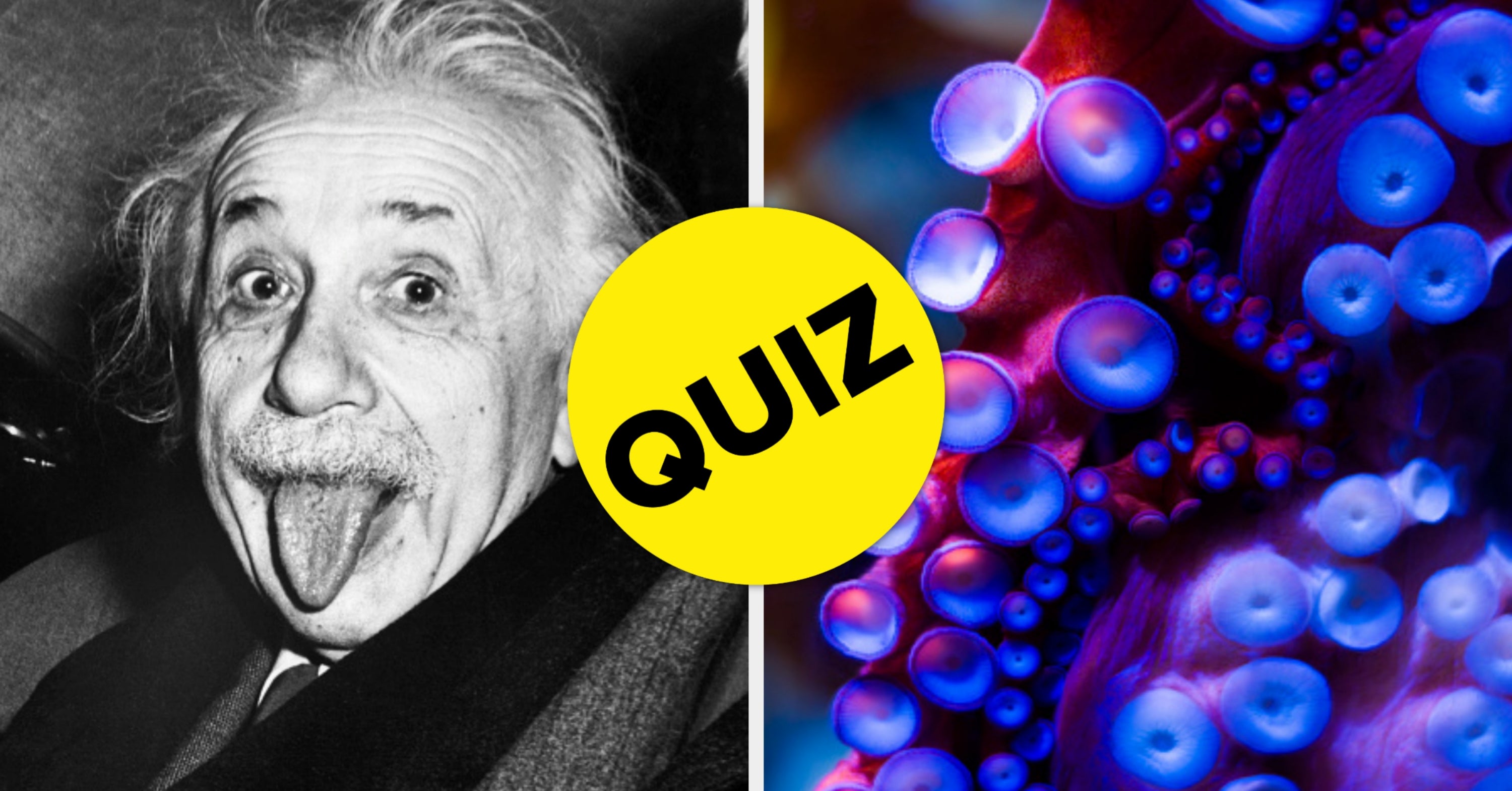 Medium Level Random Knowledge Trivia Quiz