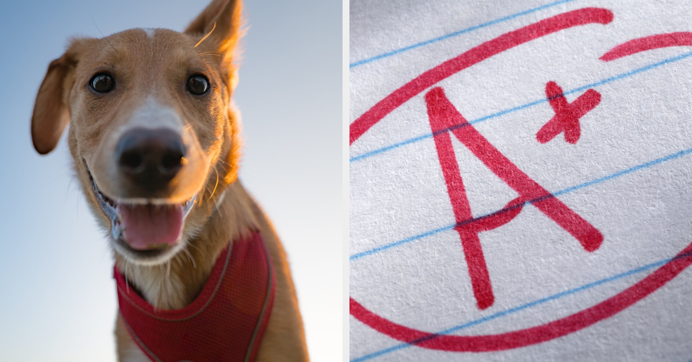 This Quiz Is So Easy — Your Only Instruction Is To Fail!