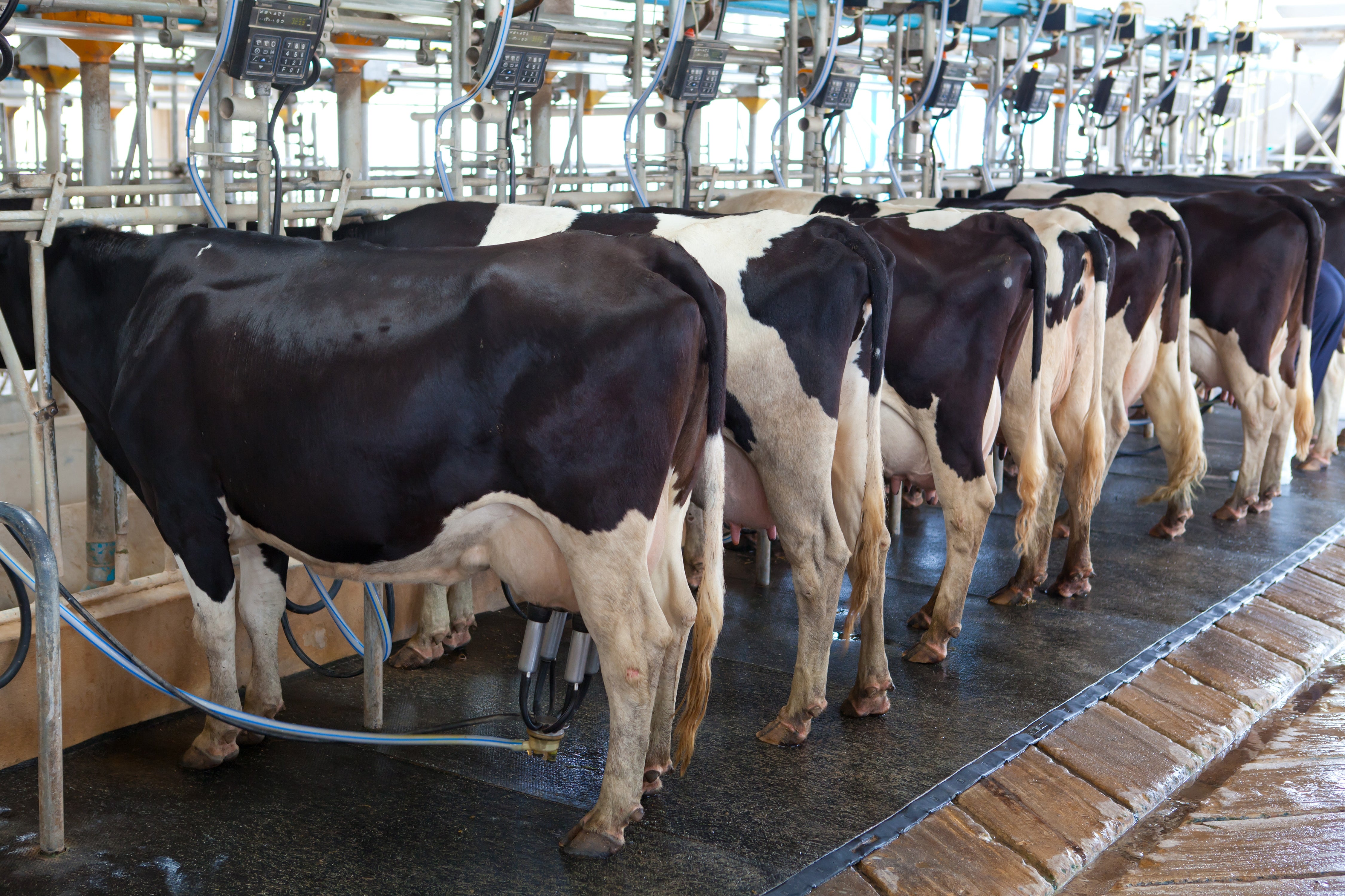 The Dangers Of Raw Milk, According To An Expert