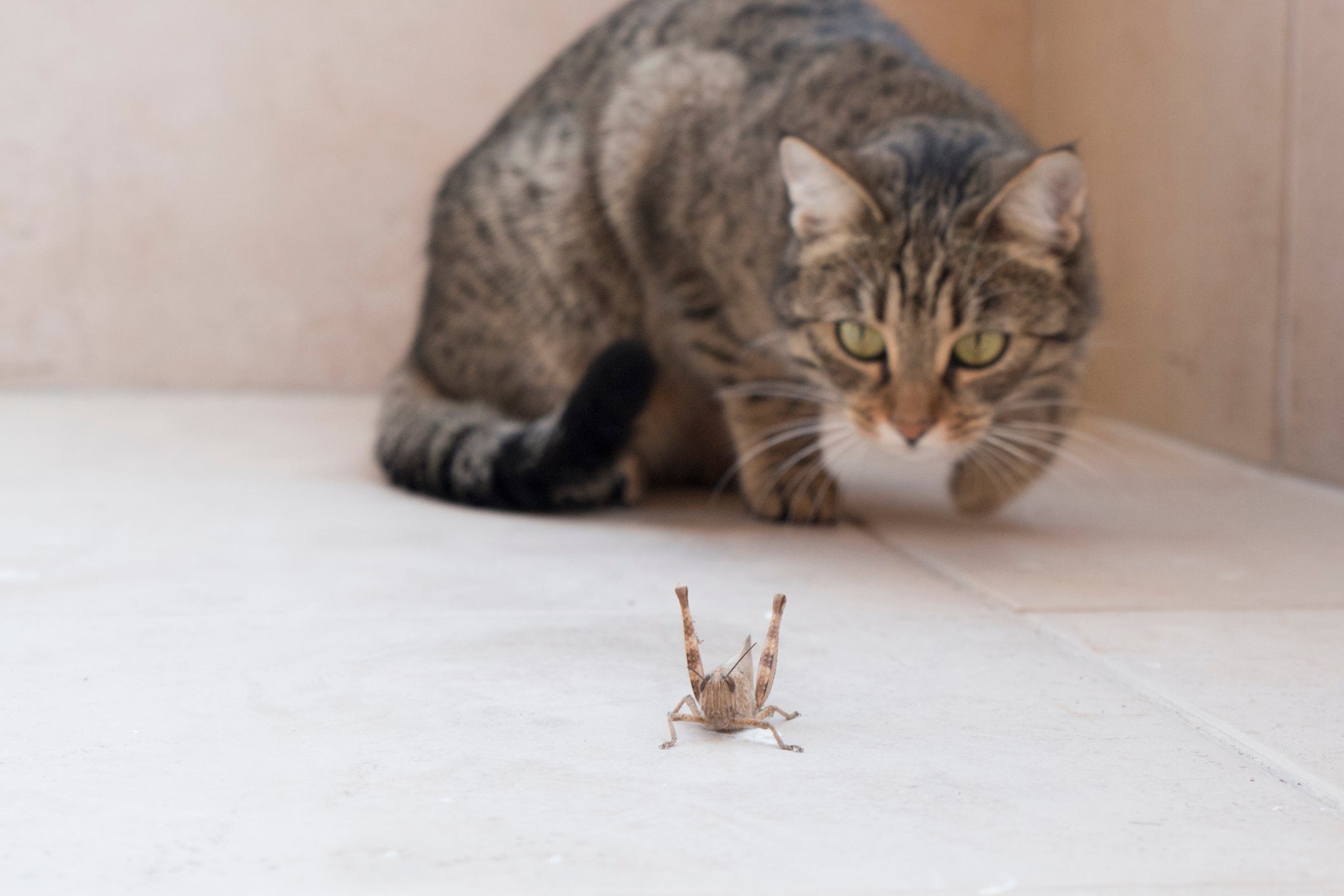 28 Wild Things Cat Owners Do For Their Pets
