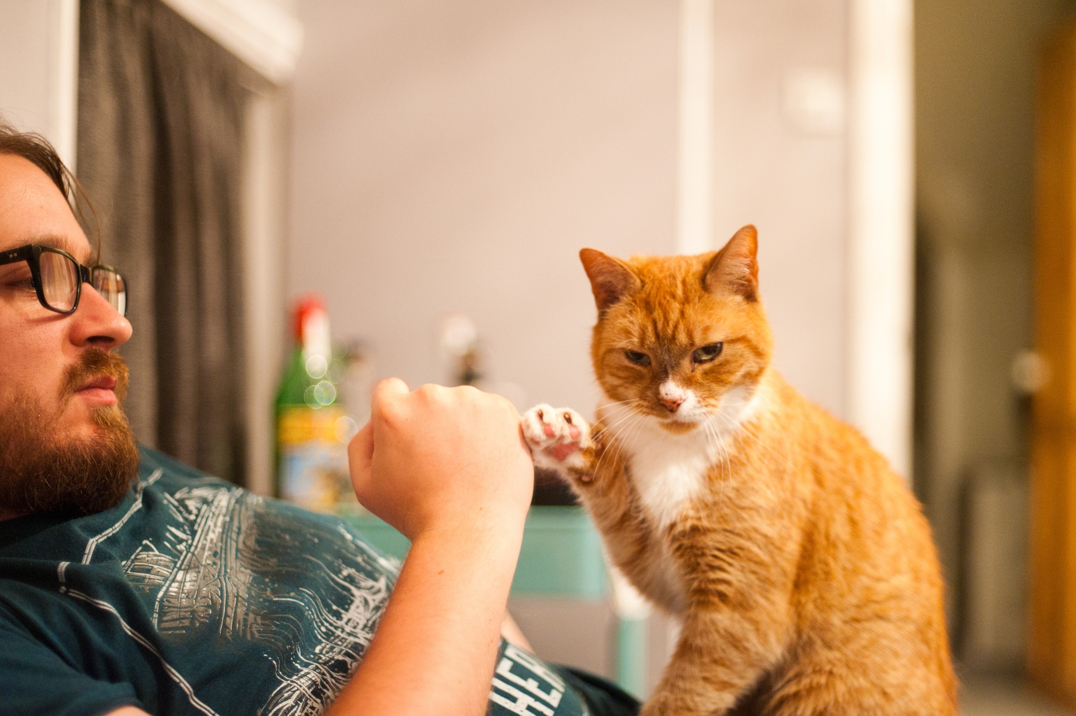 28 Wild Things Cat Owners Do For Their Pets
