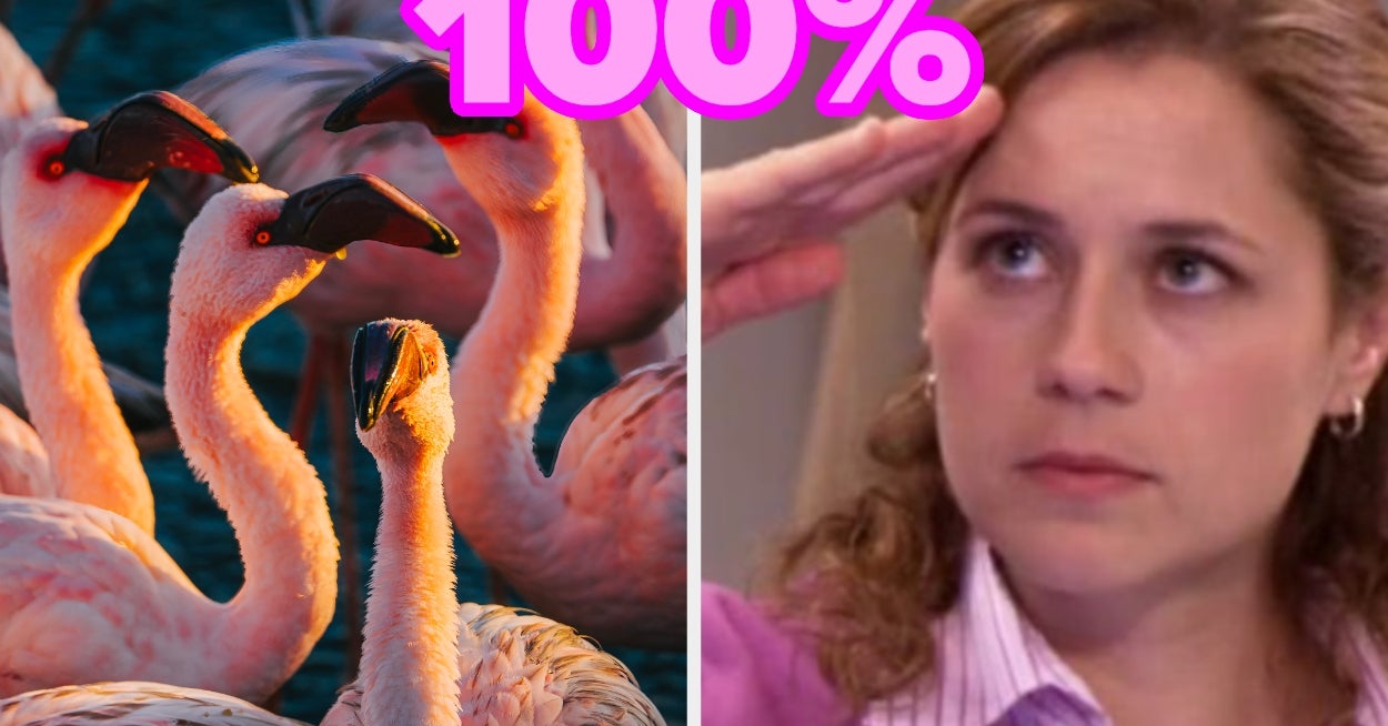 Quiz: What Percent Flamingo Are You?