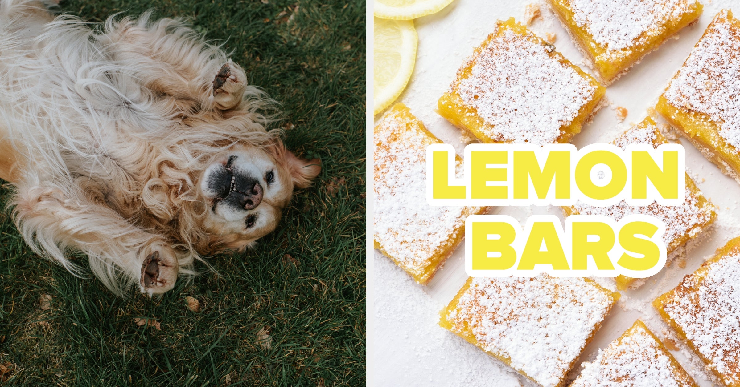 Pick Desserts To Find Out What Dog Breed Suits You