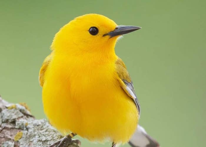 Test: ¿Qué animal amarillo te representa?