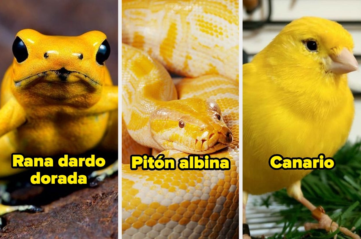Test: ¿Qué animal amarillo te representa?