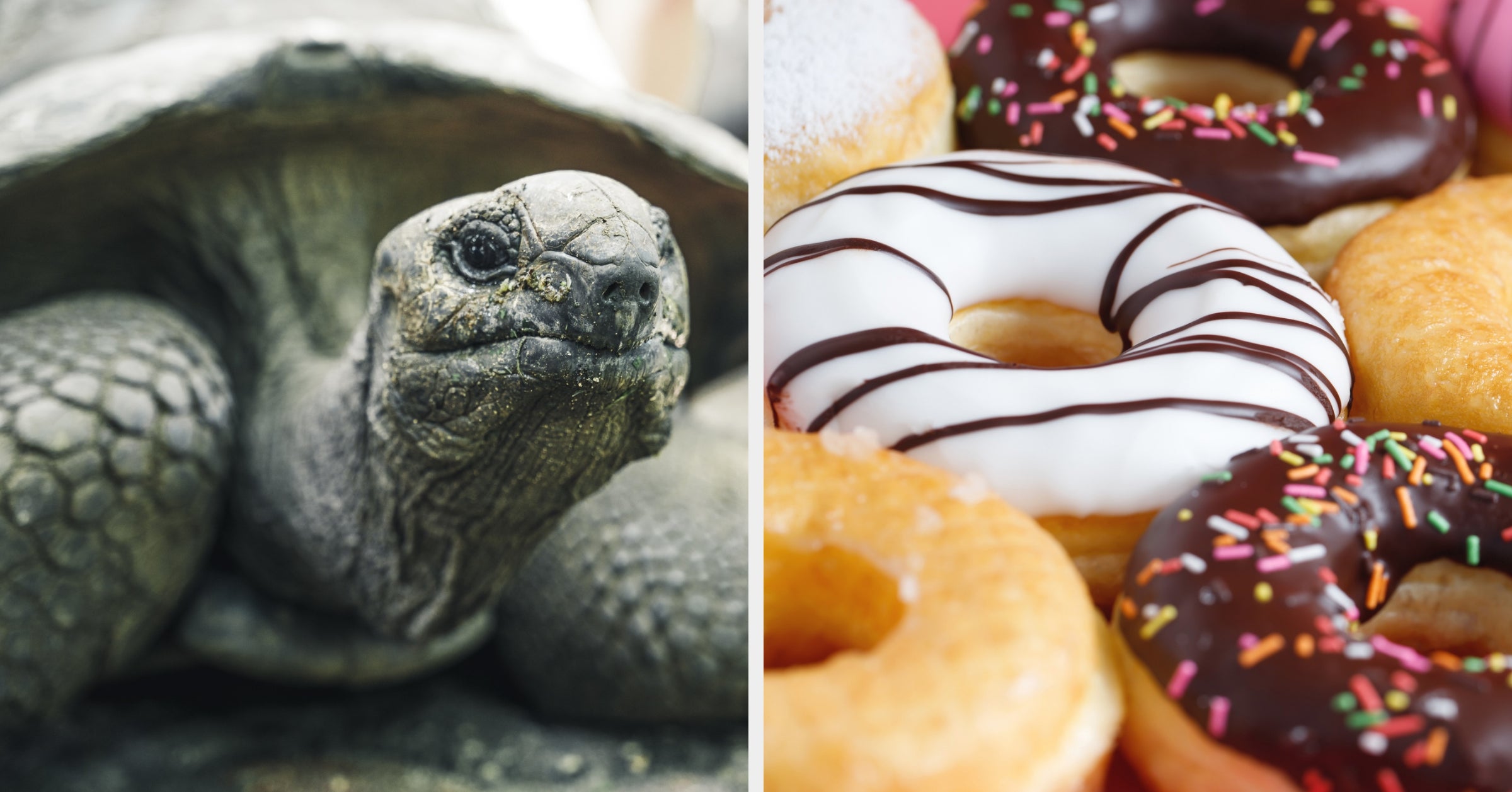 Eat Donuts And I’ll Recommend A Reptile Pet