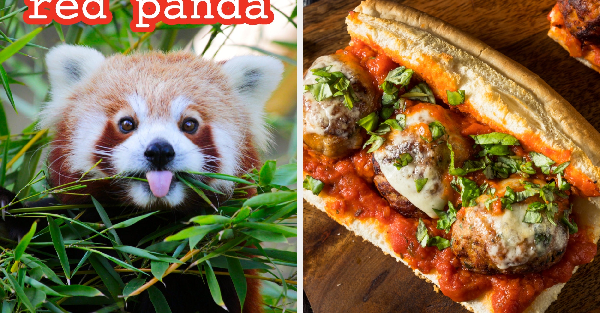 Food Quiz: Eat Sandwiches To See What Panda You Are