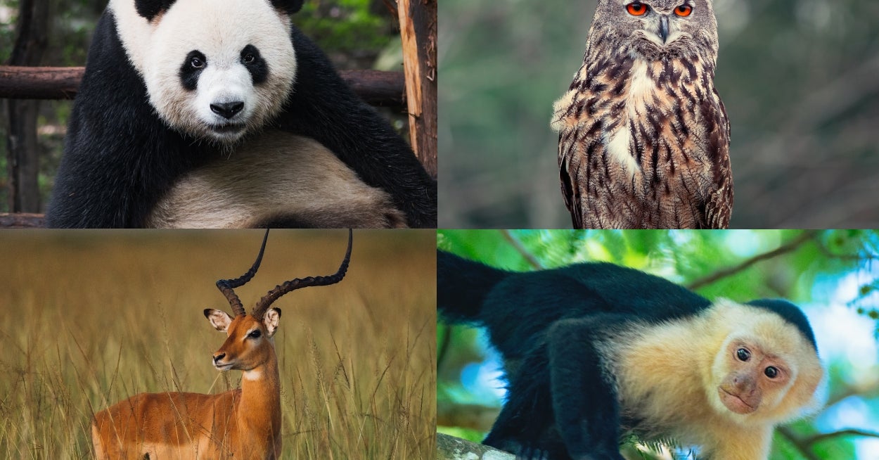 Pick Random Objects And Reveal Which Animal You Embody